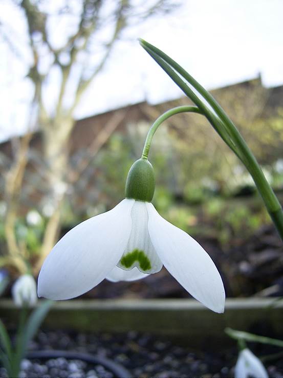 Judy's Snowdrops - Byfield Special