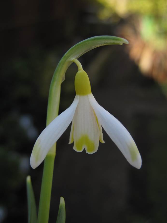 Judy's Snowdrops - nivalis "Ecusson d'Or"