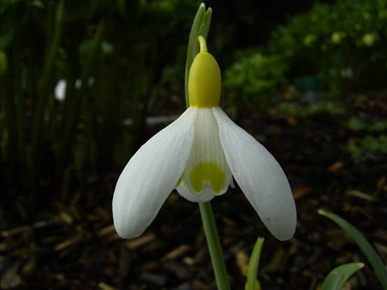 Judy's Snowdrops - Primrose Warburg