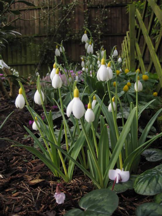 Judy's Snowdrops - Primrose Warburg